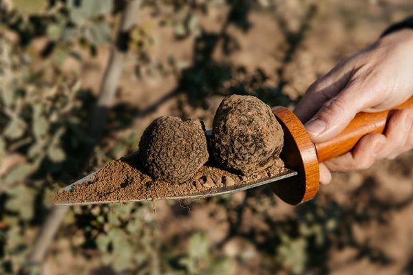 Origen de la trufa | True Feels Co | ¿Qué es la trufa?